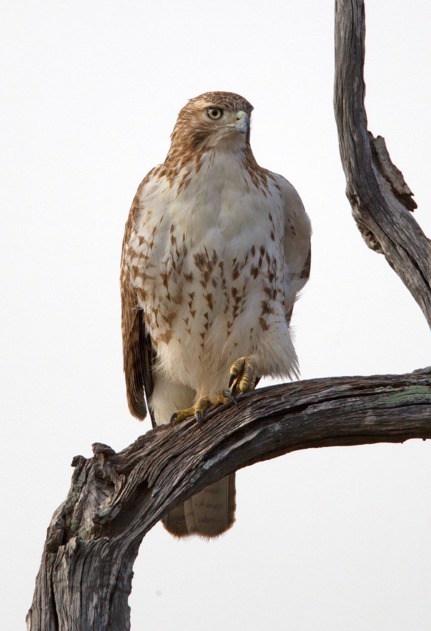Smith Point Hawk Watch – The Post Newspaper