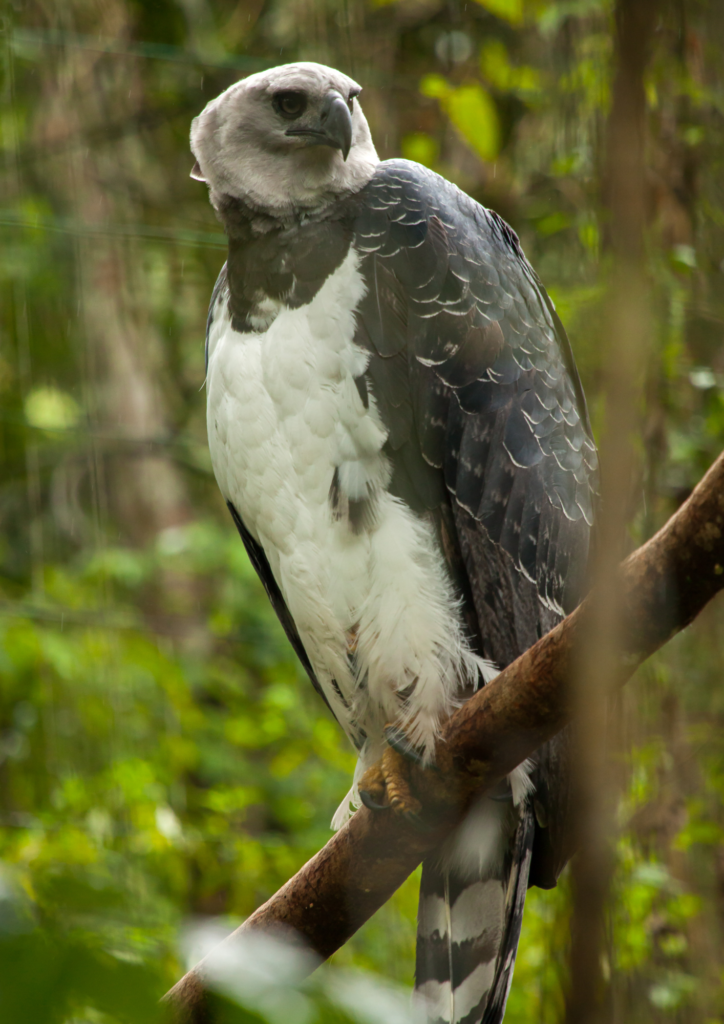 Nature’s Most Powerful: The Harpy Eagle - The Post Newspaper